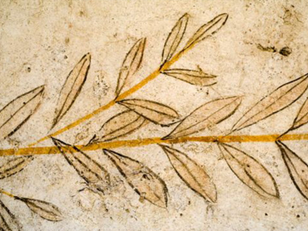 The history of Olive Oil (I) - Olive Oils from Spain